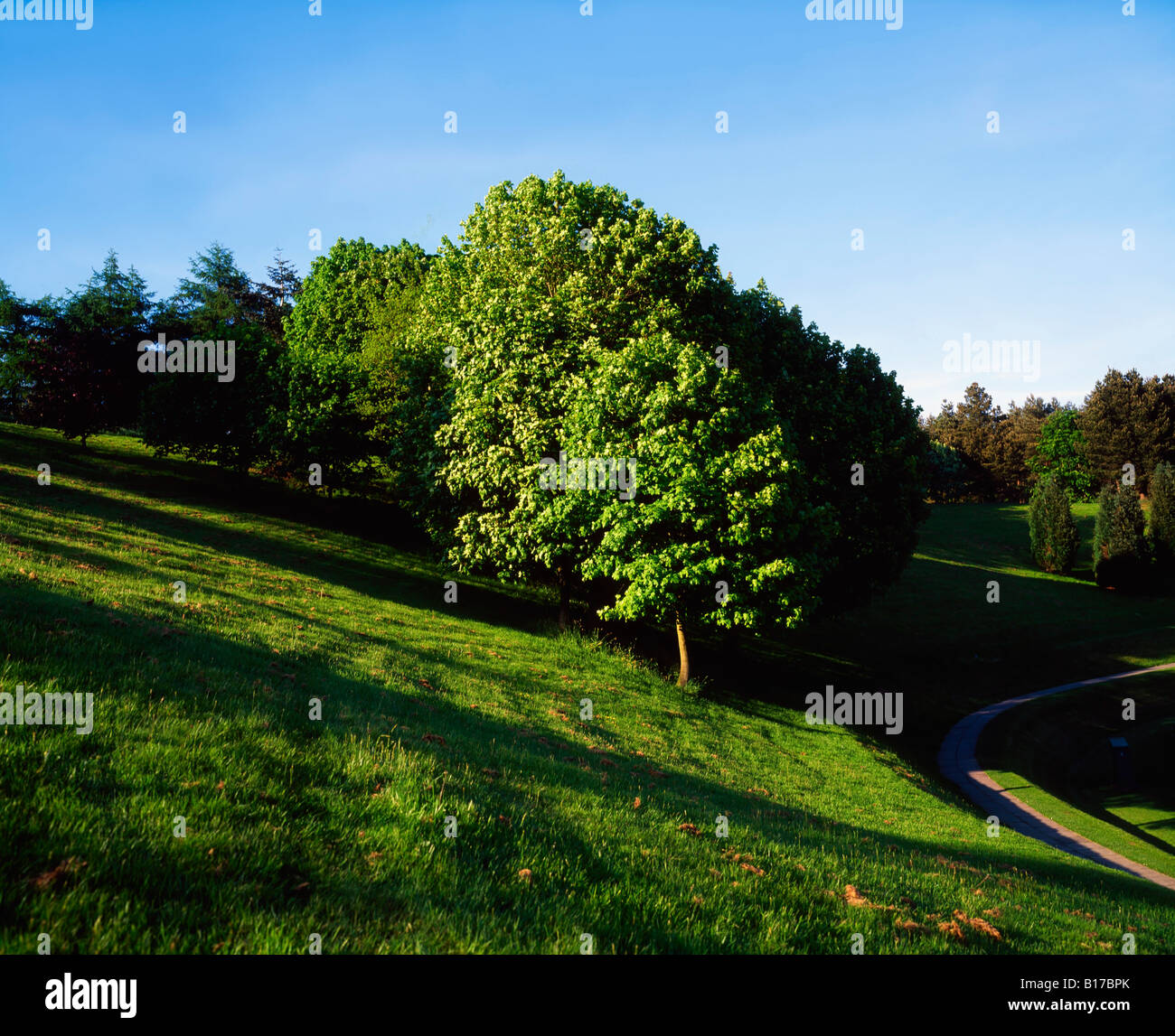 Trees, June, Summer, Ireland Stock Photo - Alamy