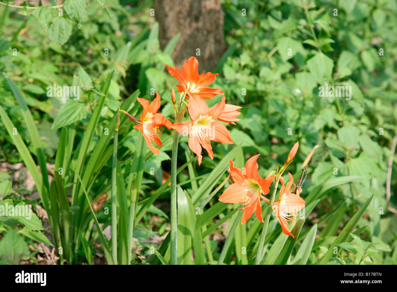 Lilly flowers india plant hi-res stock photography and images - Alamy