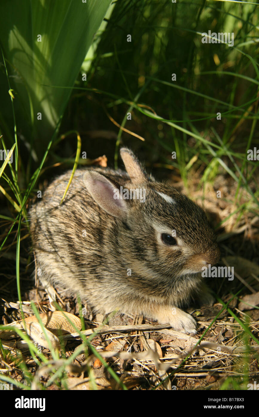 Eastern Cottontail (Sylvilagus floridanus) rabbit kitten in grass and ...