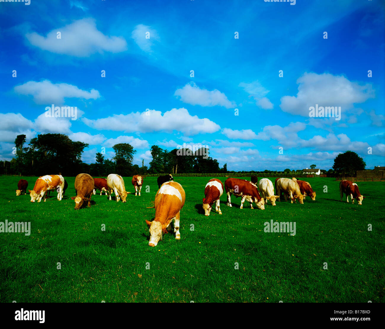 Ireland, Herd of cattle grazing Stock Photo - Alamy
