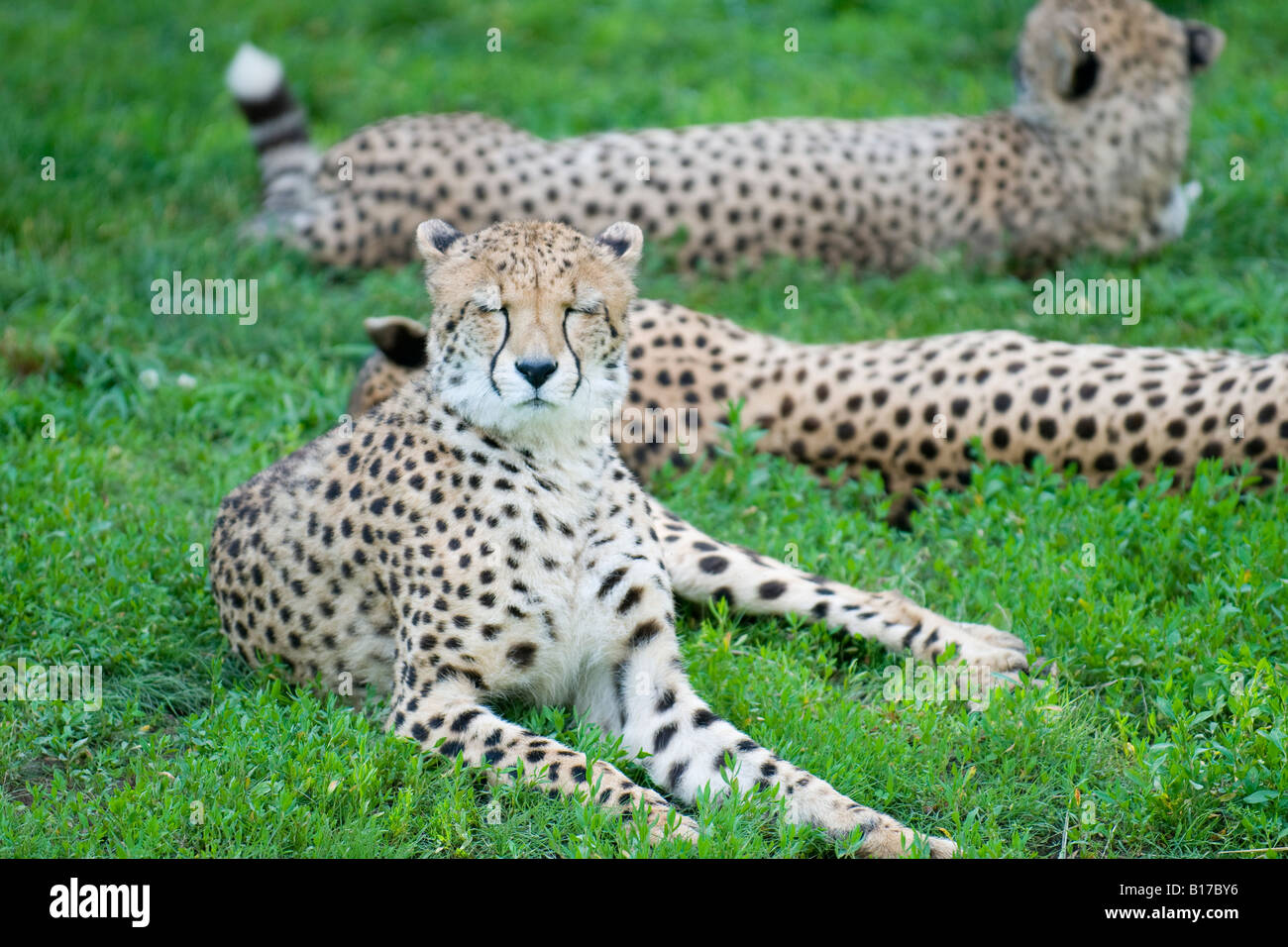 Large leopard rests in the shade of a tree in the spring, USA Stock ...