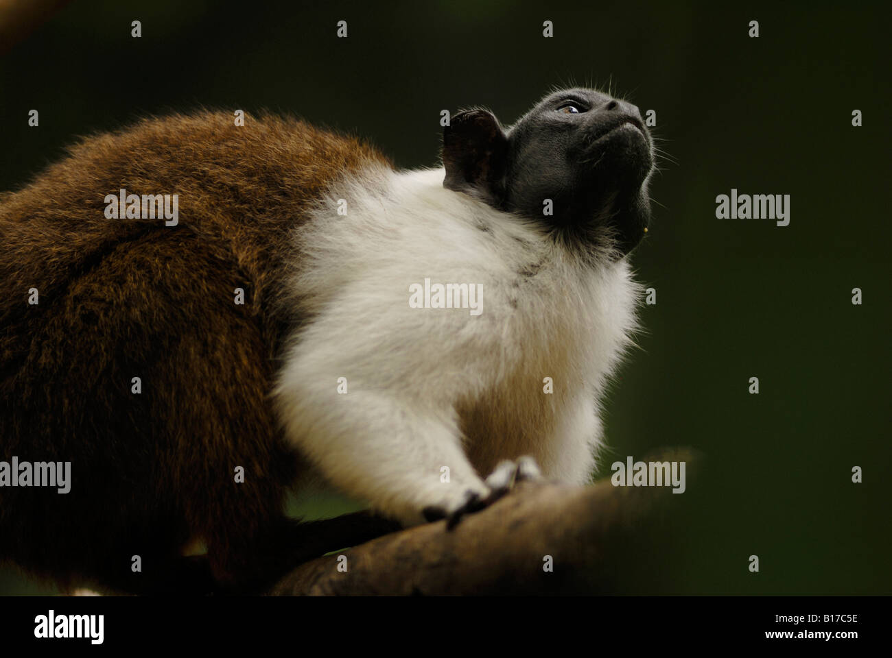 Pied Tamarin Saguinus bicolor critically endangered primate found in a ...