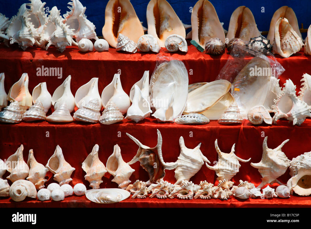 Conch and shells on display Stock Photo - Alamy