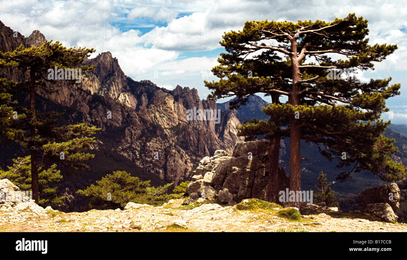 Trees on rocky ground Stock Photo - Alamy
