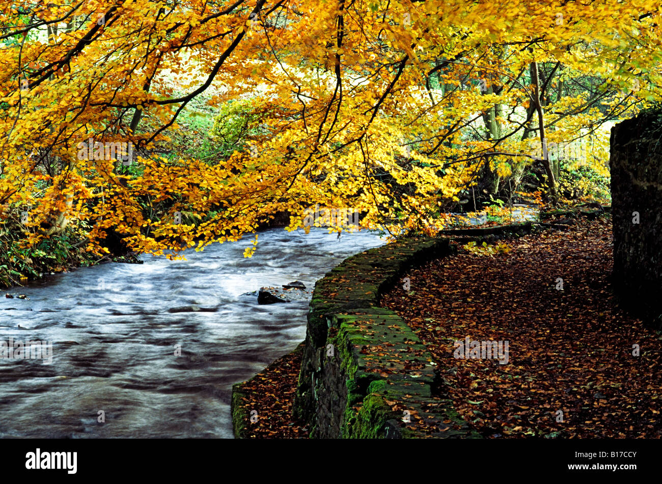 Brook in the Autumn Stock Photo - Alamy