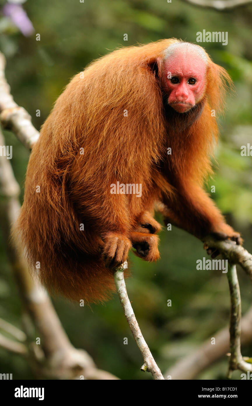 Red uakari monkey Cacajao calvus ucayalii Stock Photo - Alamy