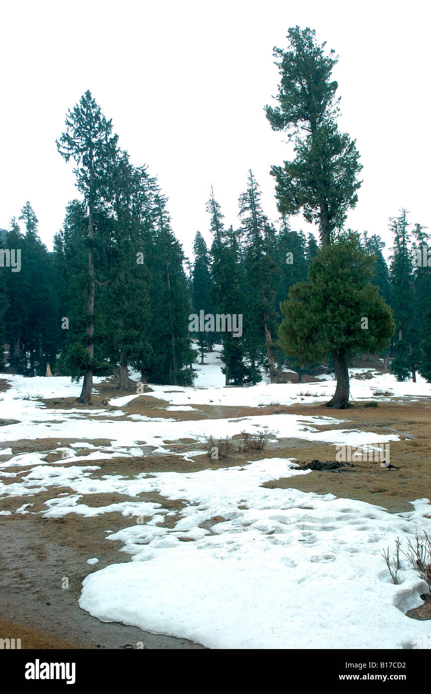 Kashmir tree hi-res stock photography and images - Alamy
