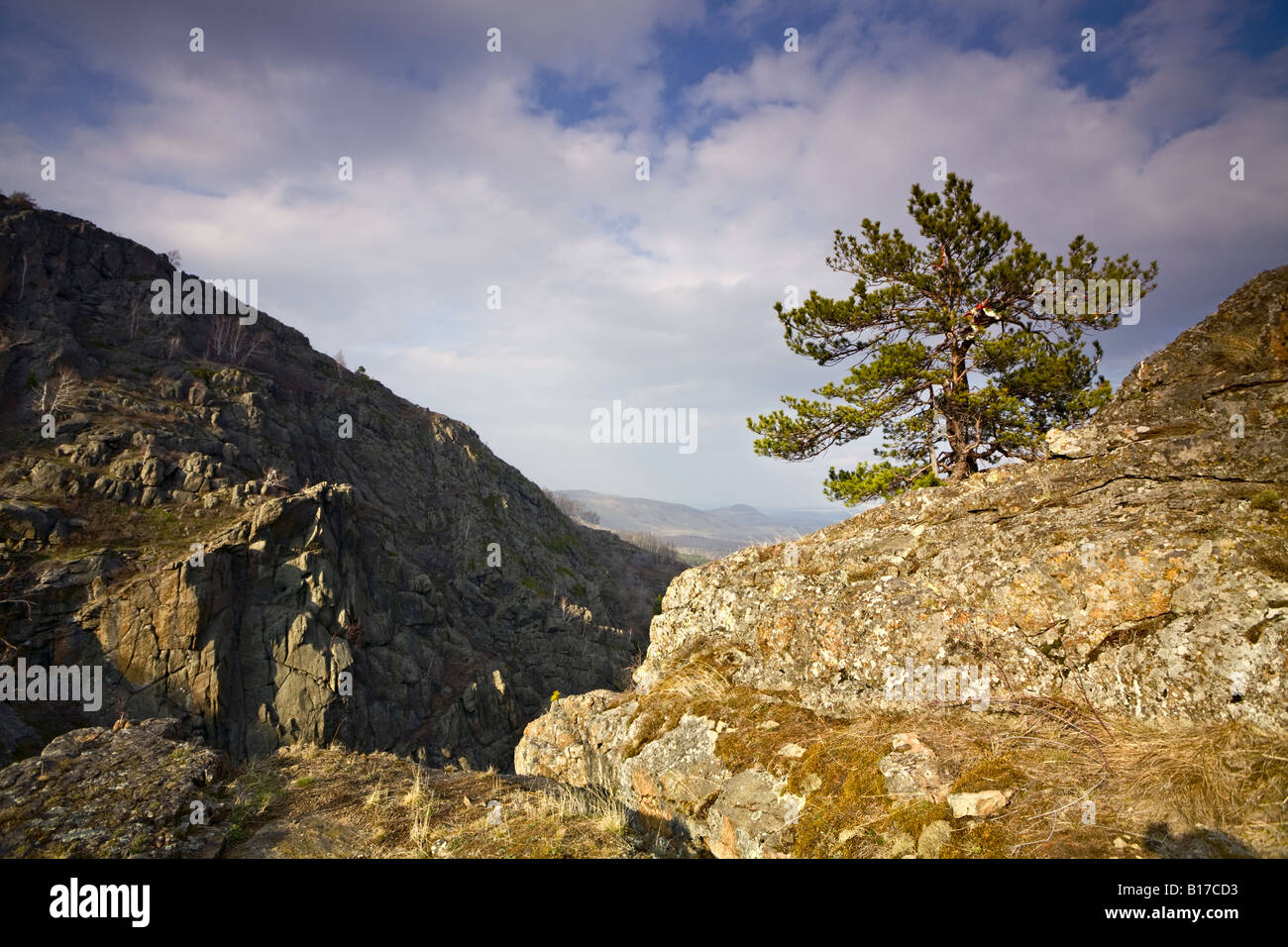 Pine on rock hi-res stock photography and images - Alamy