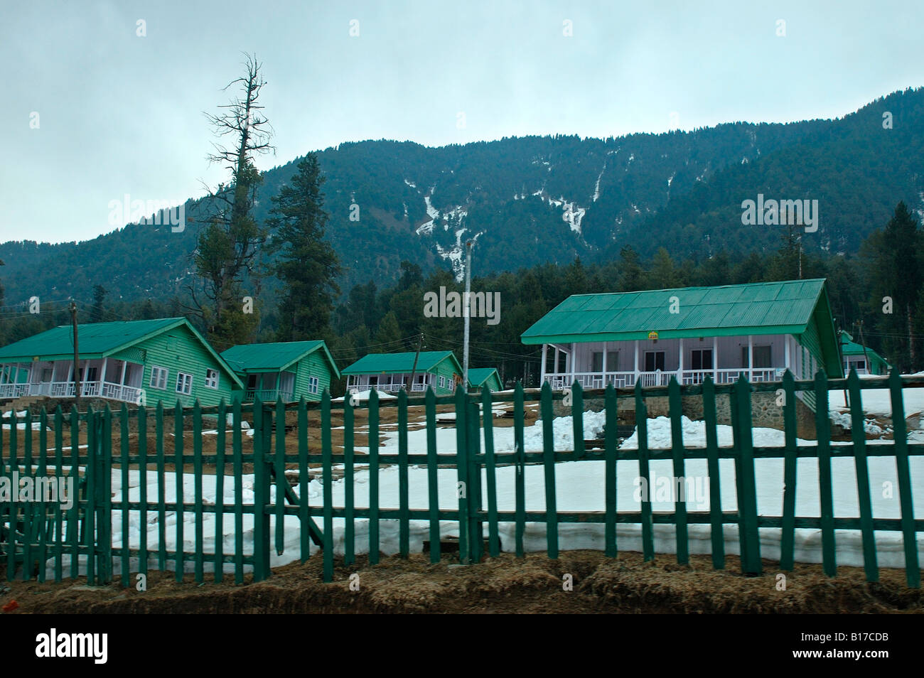 Kashmir tree hi-res stock photography and images - Alamy