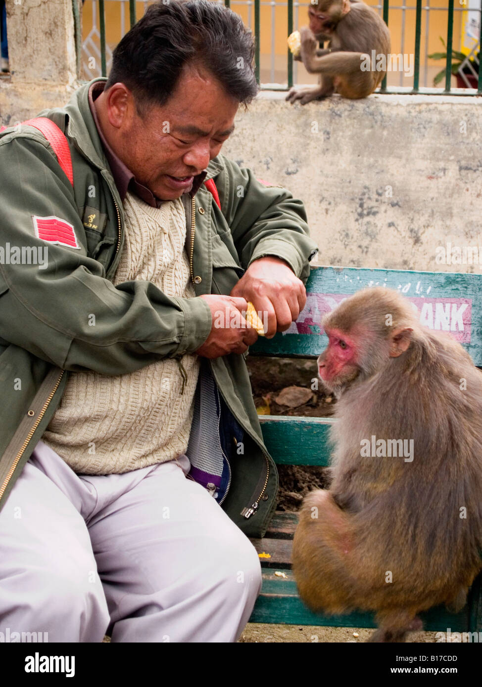 feeding the monkeys in Darjeeling India Stock Photo - Alamy