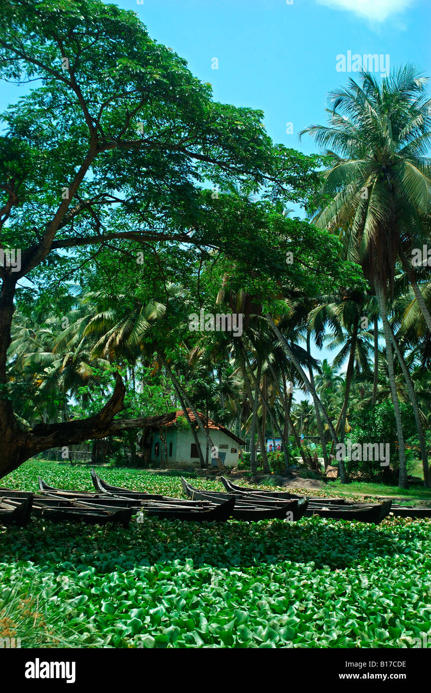 Karikkakom tree hi-res stock photography and images - Alamy