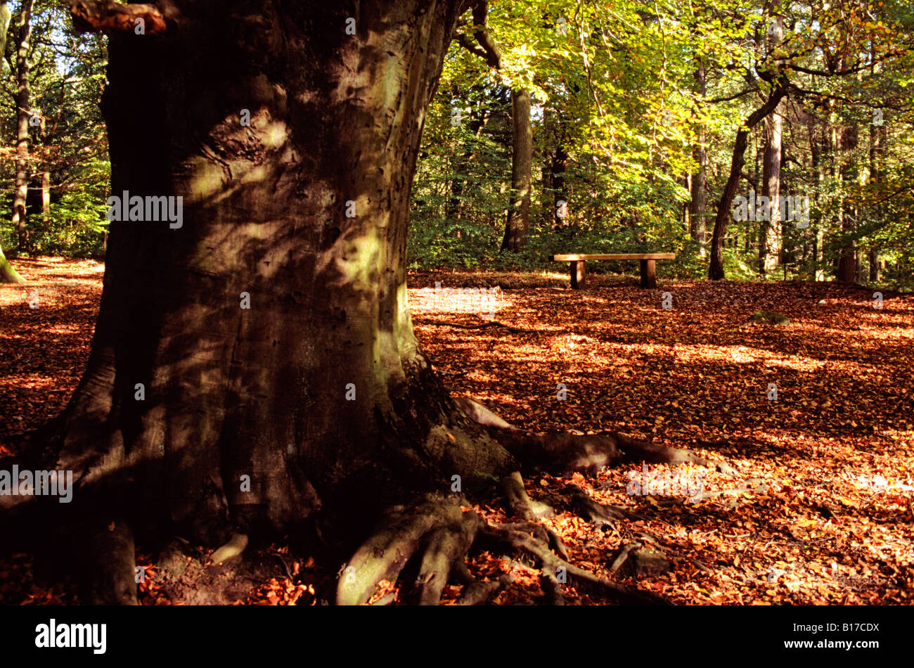 Large tree hi-res stock photography and images - Alamy
