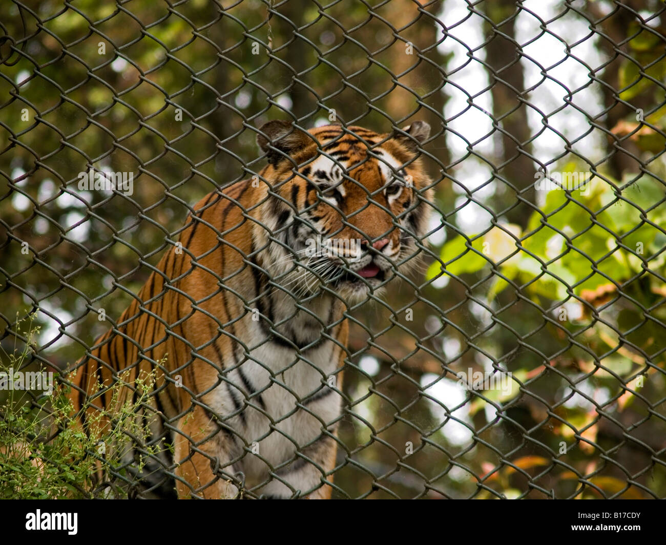 Siberian tiger looking on from behind a fence at the Himalayan Zoo in ...