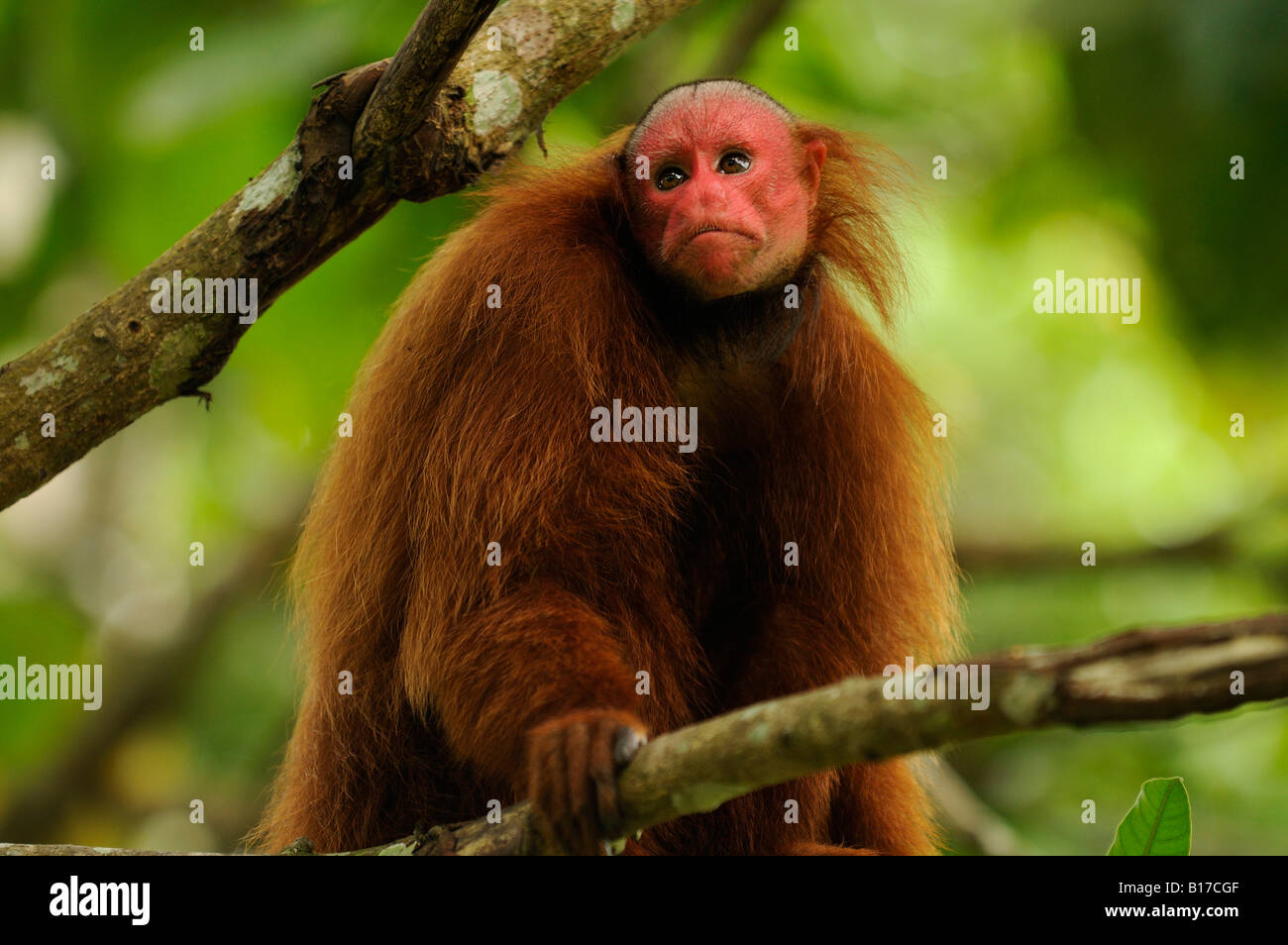 Red uakari monkey Cacajao calvus ucayalii Stock Photo - Alamy