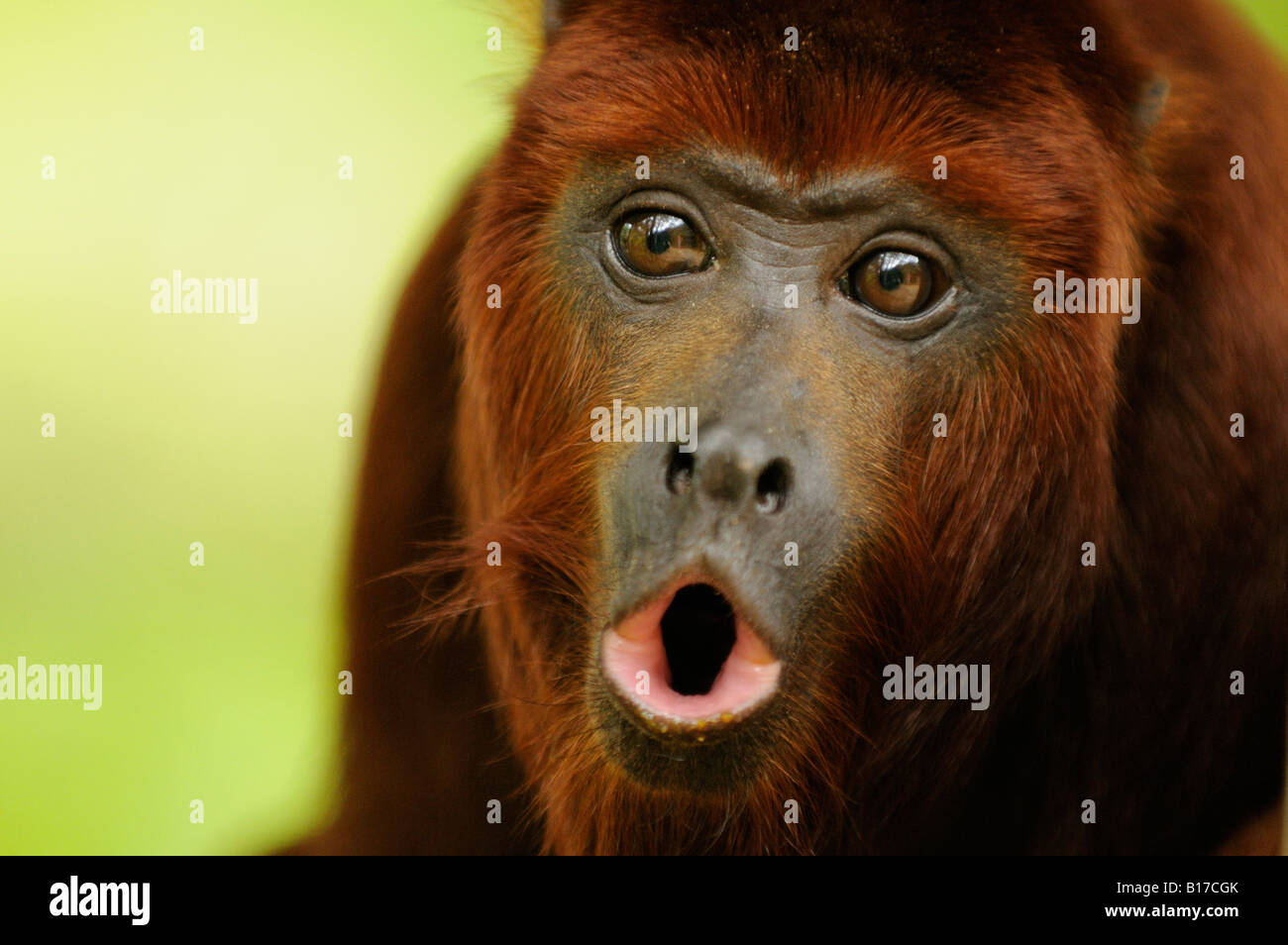 Red howler monkey Alouatta seniculus howling Stock Photo - Alamy