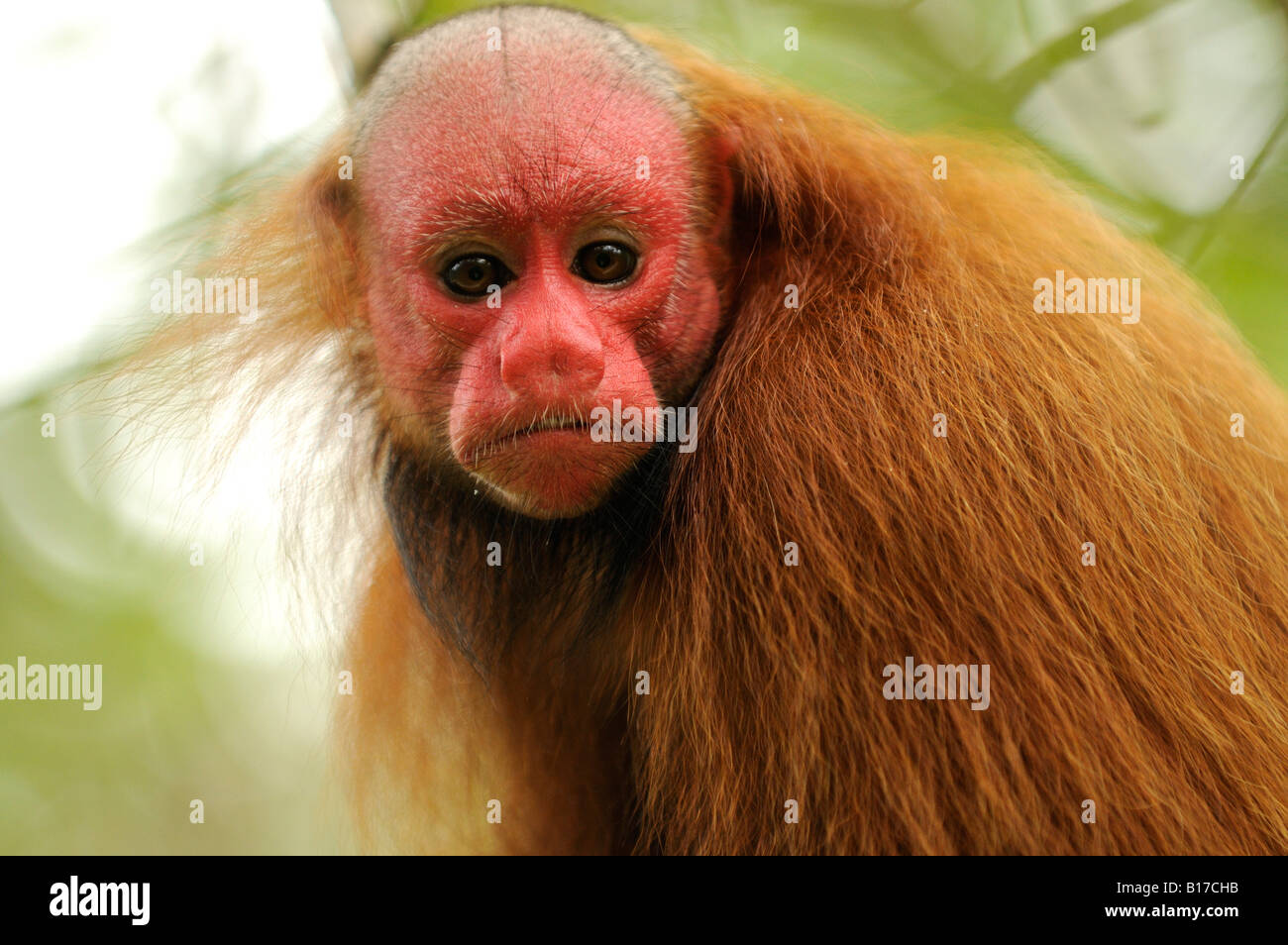 Red uakari monkey Cacajao calvus ucayalii Stock Photo - Alamy