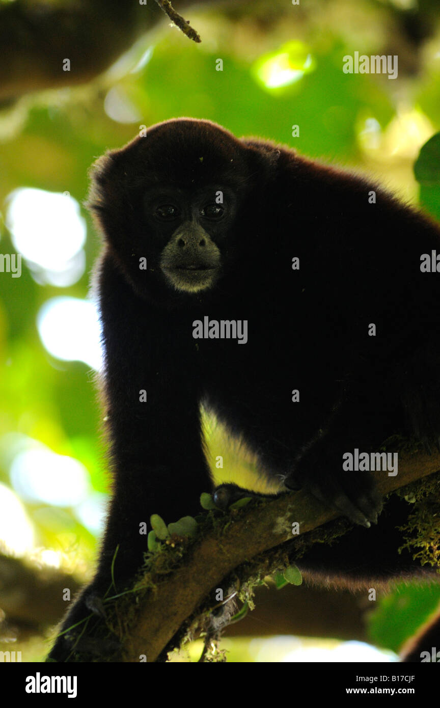 Yellow-tailed Woolly monkey, Oreonax flavicauda, Alto Mayo, Amazonas ...