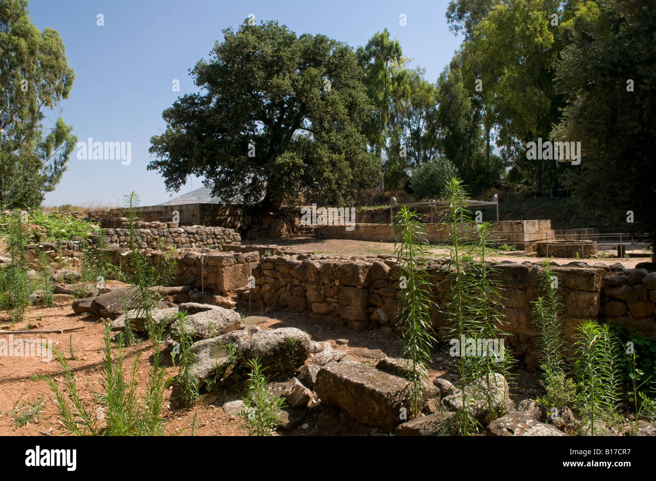 Tel dan nature reserve israel hi-res stock photography and images - Alamy