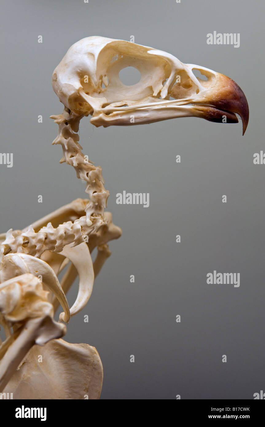 Skeleton of eagle hi-res stock photography and images - Alamy