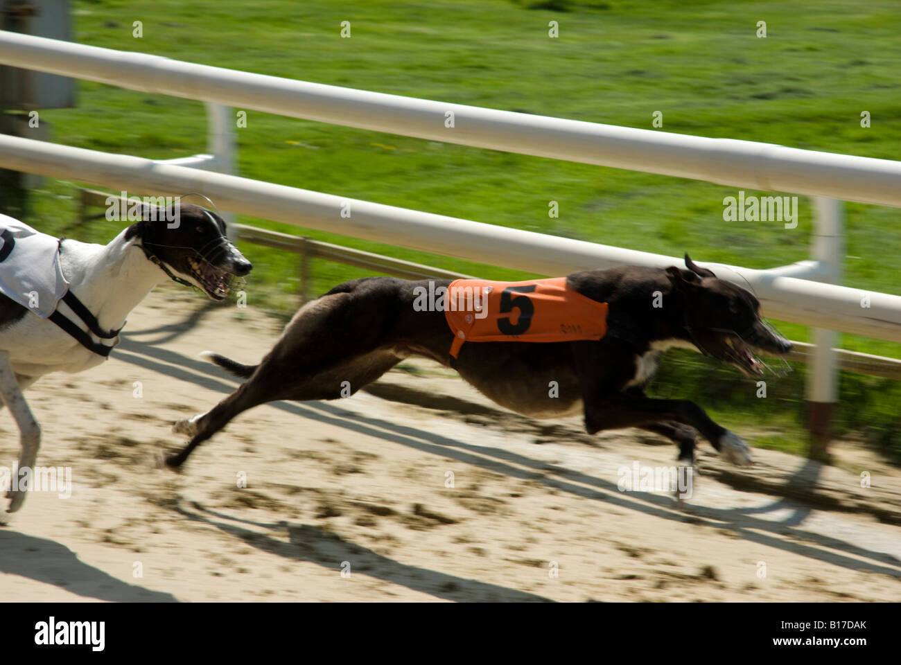 Greyhounds racing at Romford Stock Photo - Alamy
