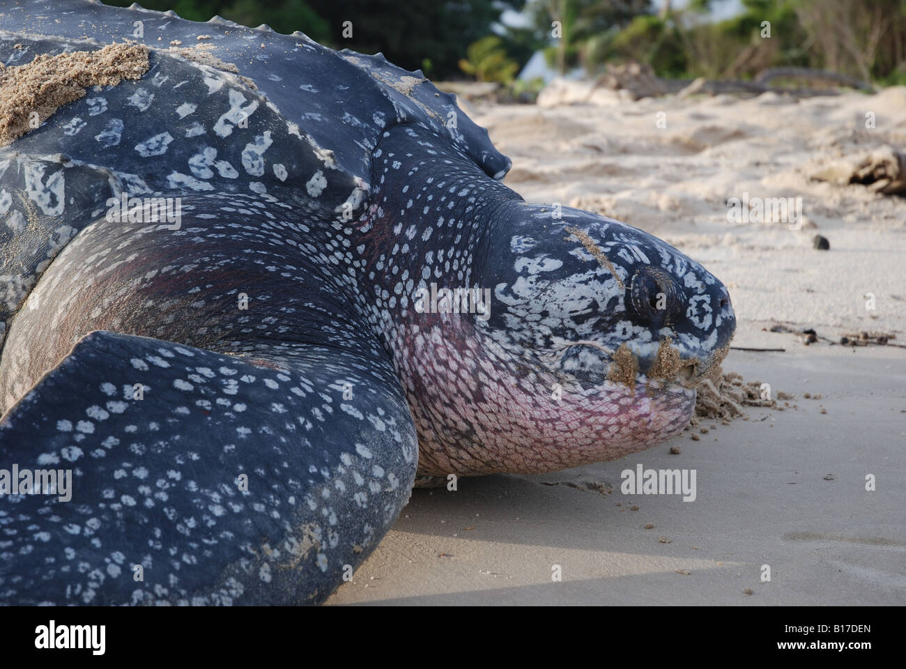 Giant Leatherback Sea Turtle Mouth