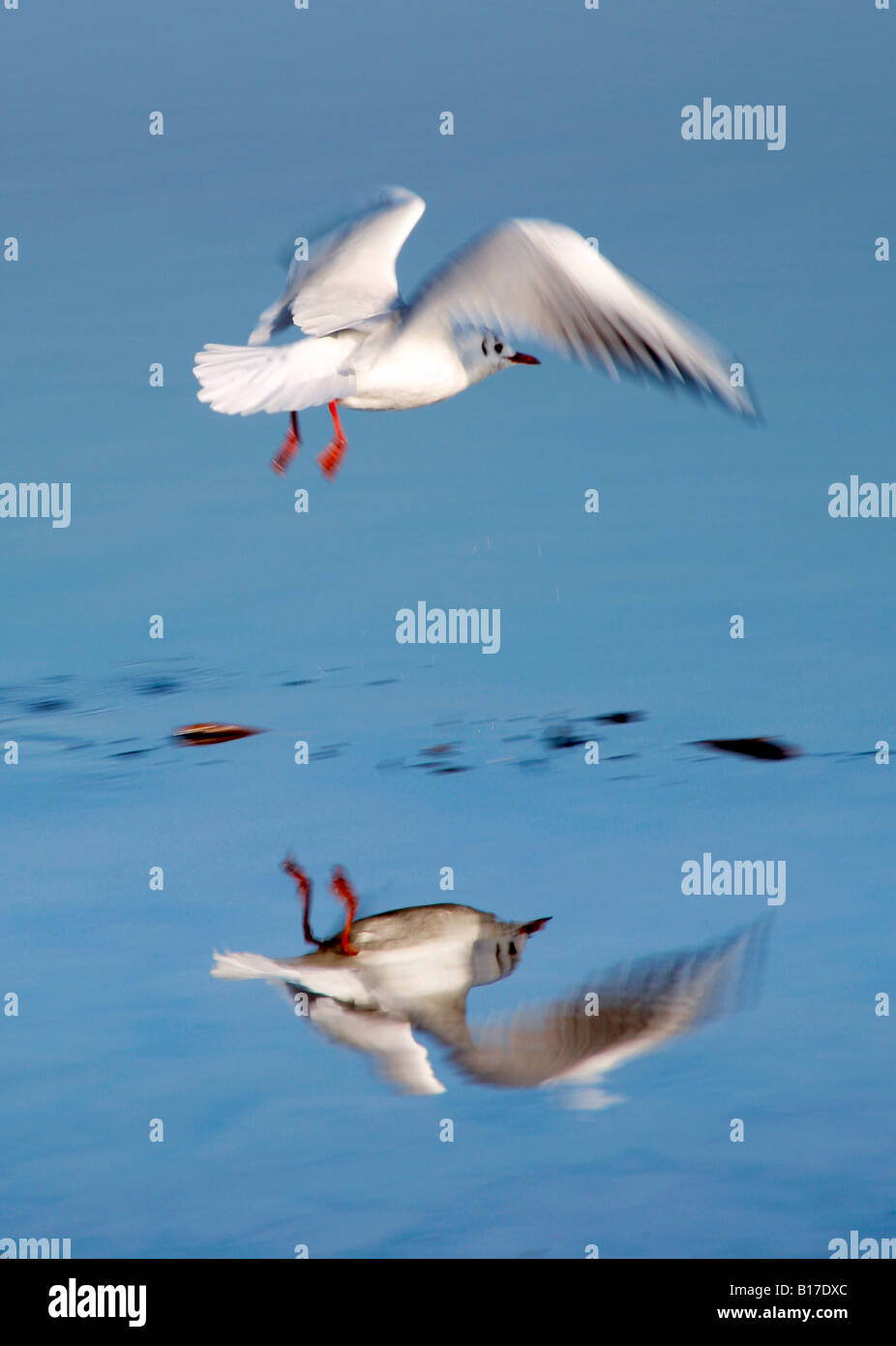 Bird landing hi-res stock photography and images - Alamy