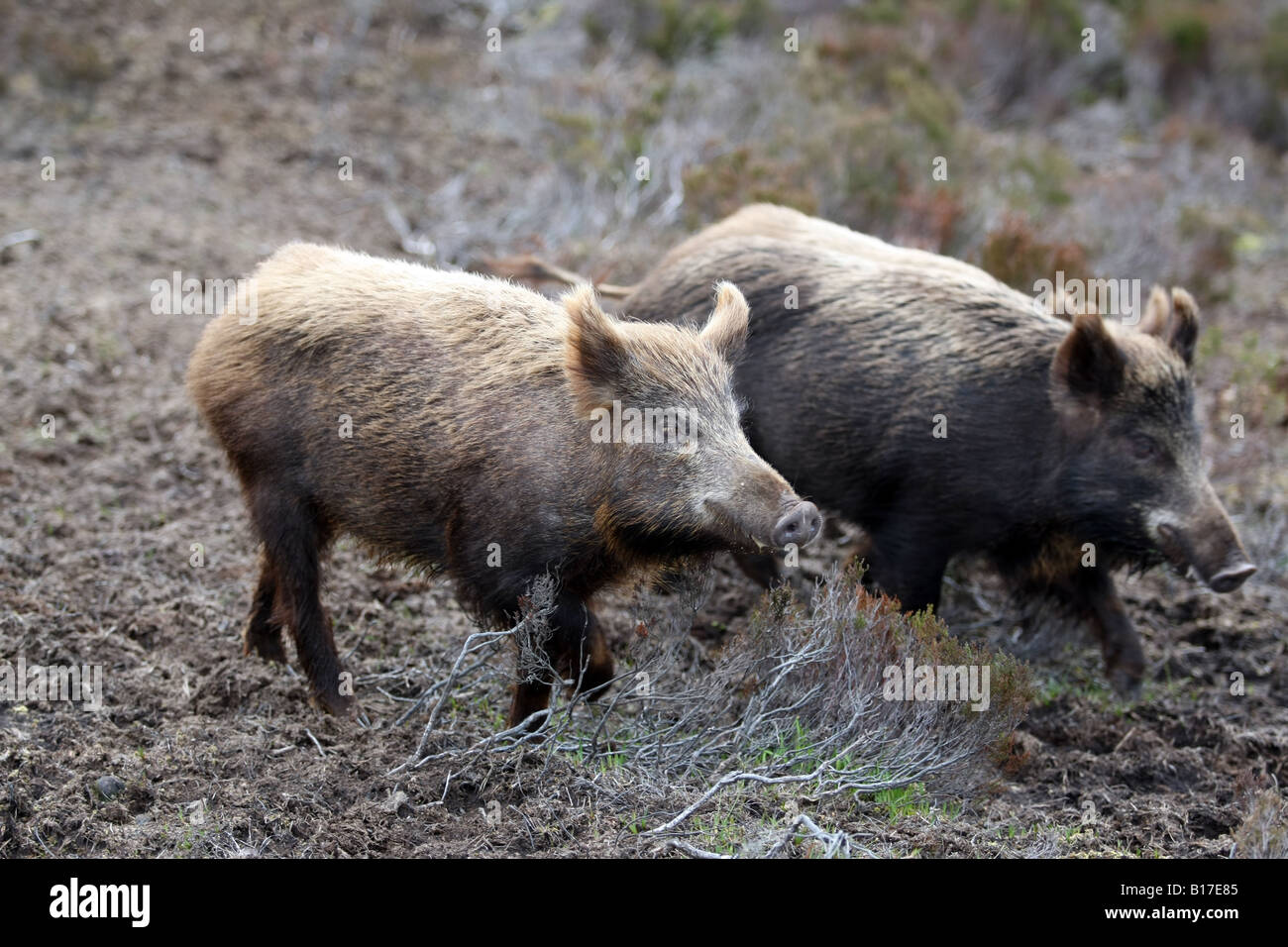 Wild boar roaming free on the Alladale wilderness reserve in Sutherland ...