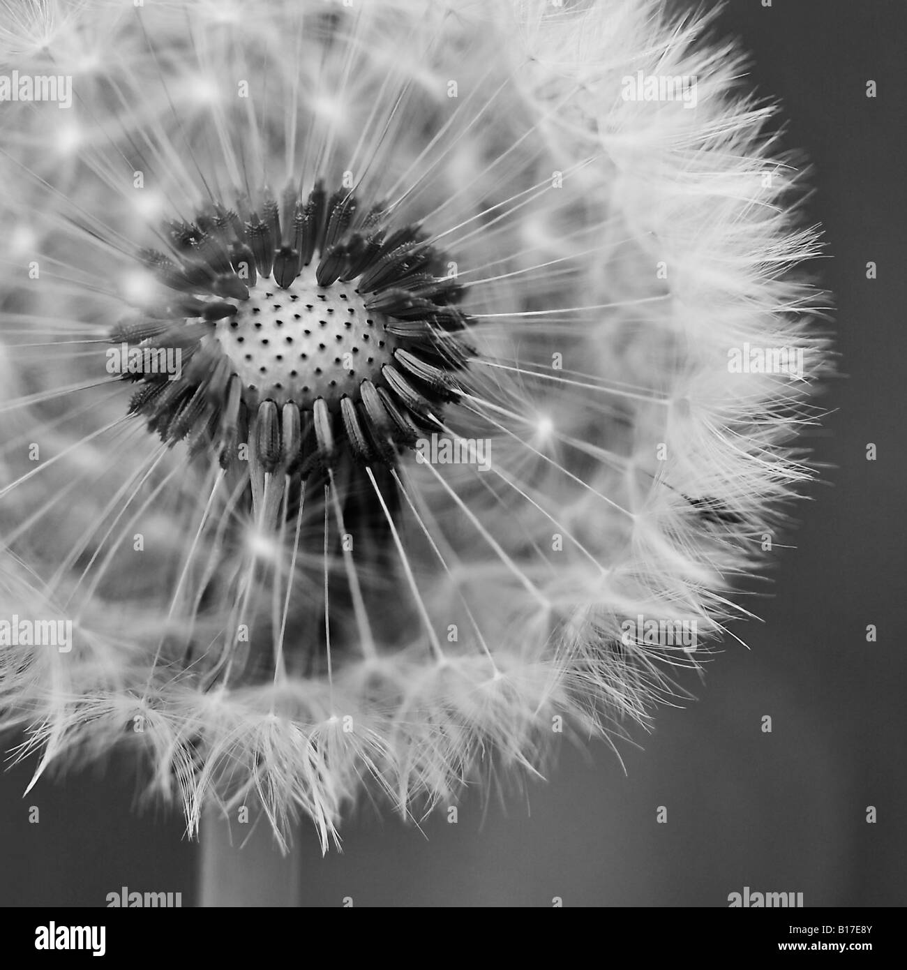 Dandelion clock mono Stock Photo - Alamy