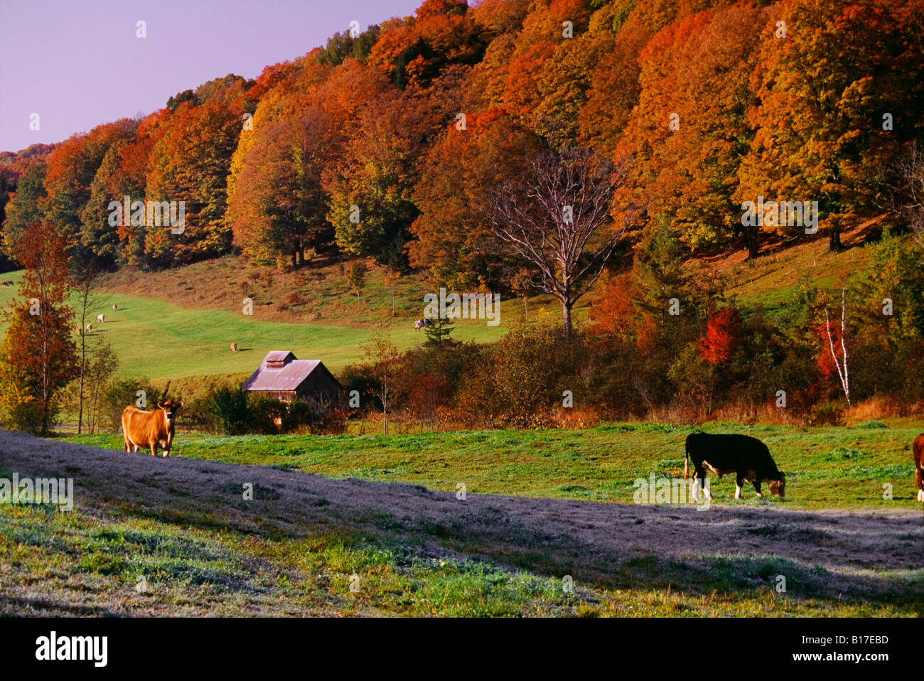 Cows in pasture, Vermont, USA Stock Photo - Alamy