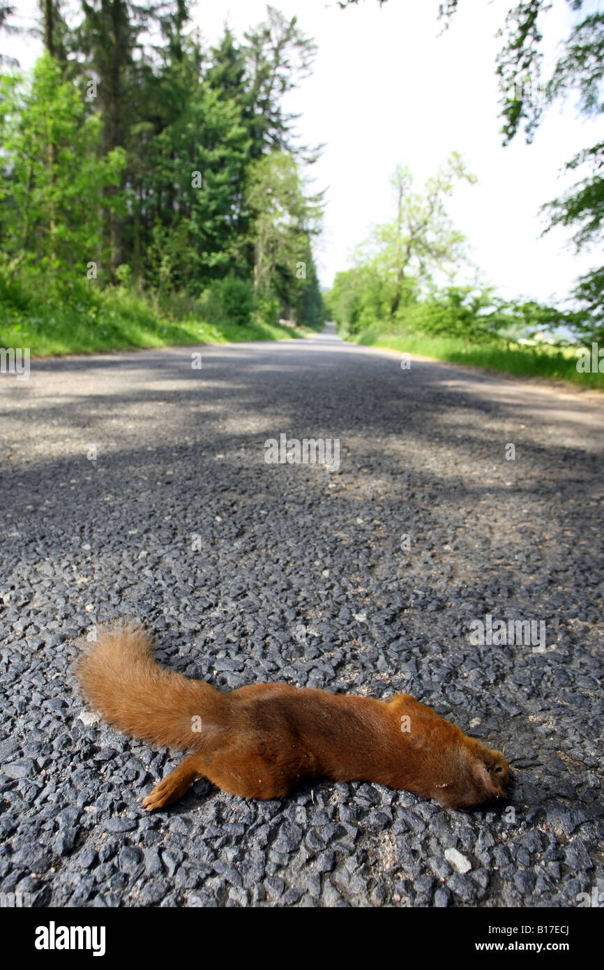 Red squirrel lying dead after being hit by car on rural road in ...