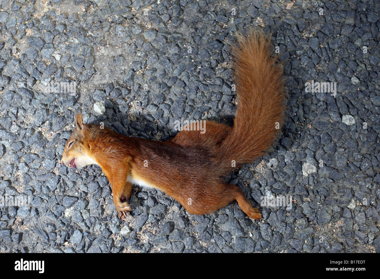 Red squirrel lying dead after being hit by car on rural road in ...