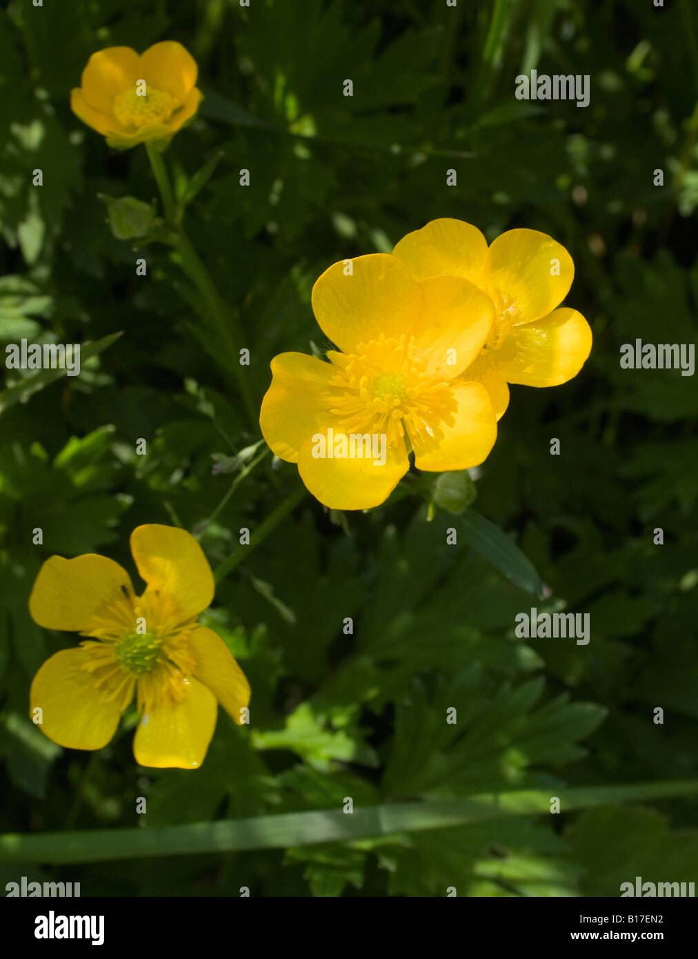 Yellow Creeping Buttercup Wild Flowers on the Towpath of the Trent and ...