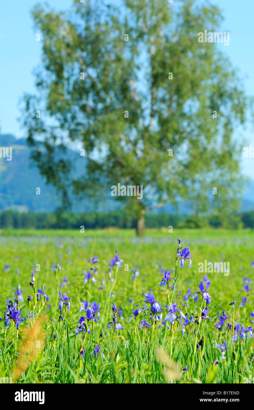 Iris Sibirica, Ruggeller Riet FL Stock Photo - Alamy