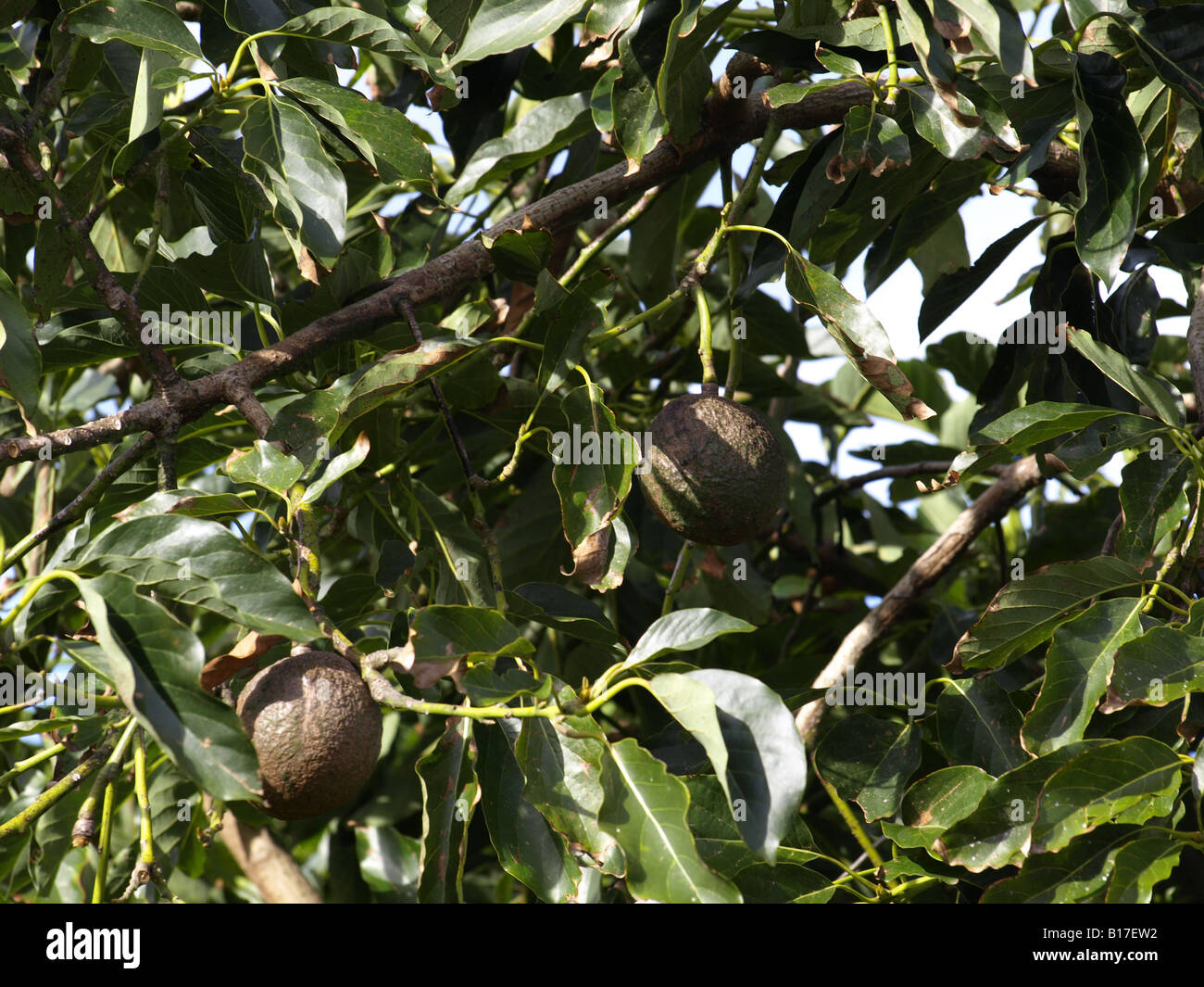 Avocados on the tree hi-res stock photography and images - Alamy