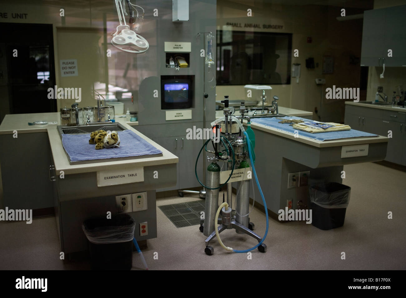 Animal surgery room hi-res stock photography and images - Alamy