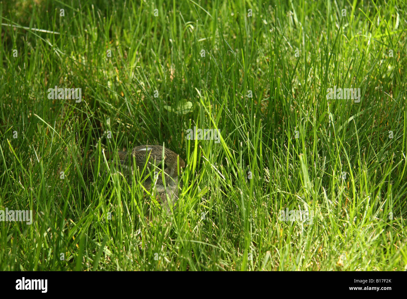 Eastern Cottontail rabbit kitten hiding in tall grass Stock Photo - Alamy