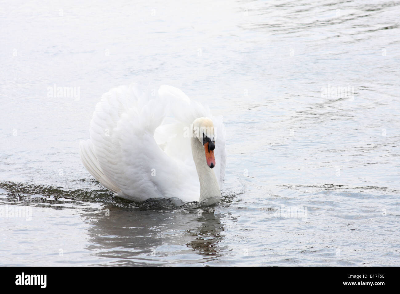 A swan gliding through water Stock Photo - Alamy