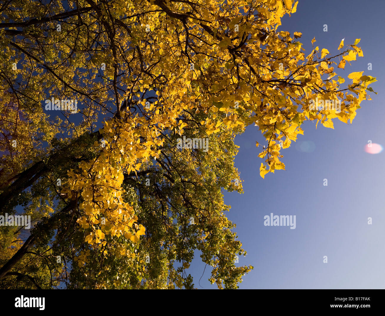 Falltree hi-res stock photography and images - Alamy