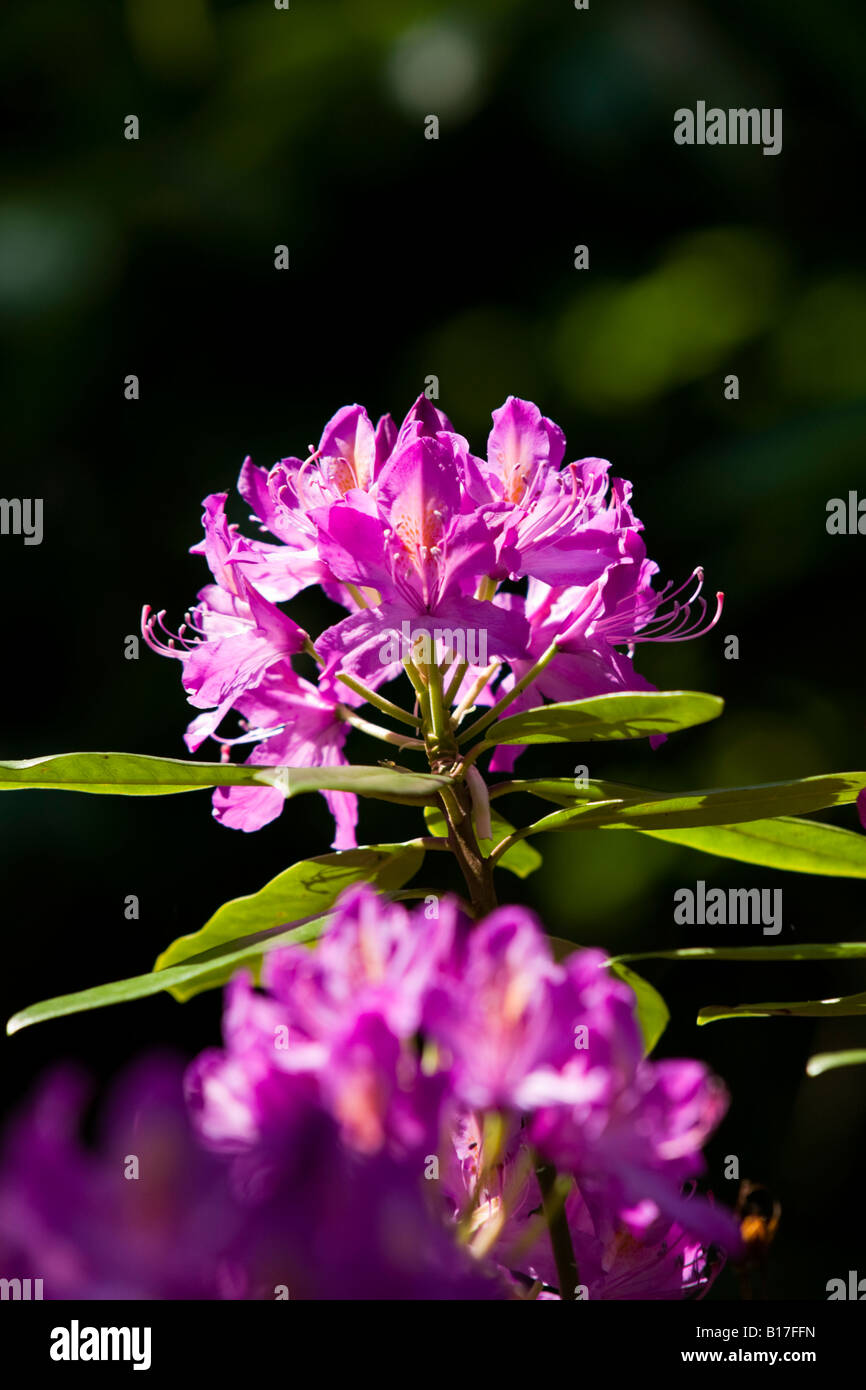 Rhododendron ponticum invasive hi-res stock photography and images - Alamy
