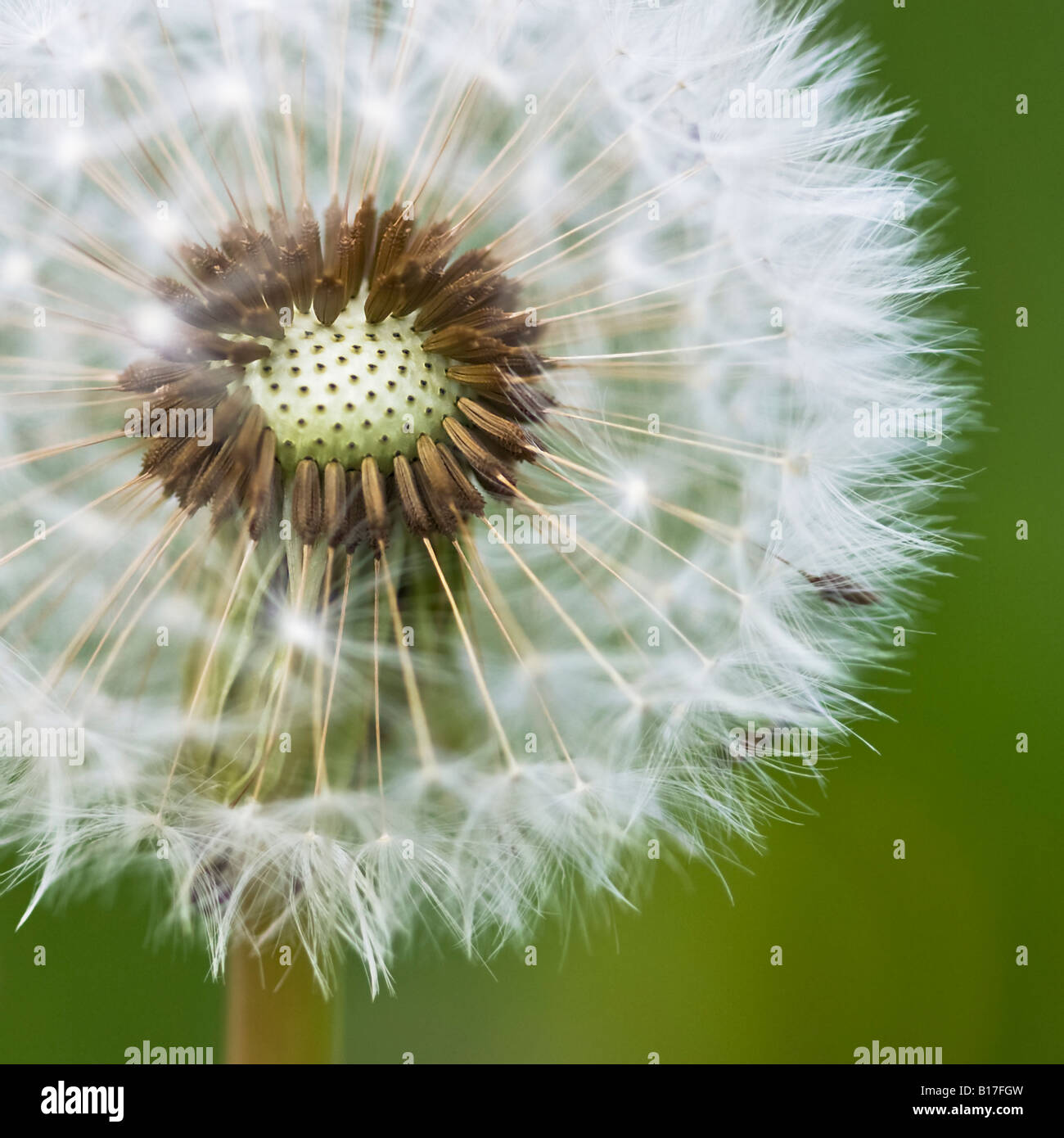 Timekeeping beauty hi-res stock photography and images - Alamy