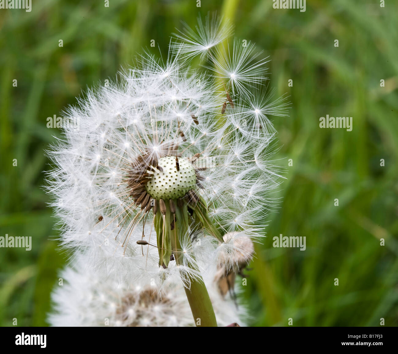 Dandelion clock macro structure hi-res stock photography and images - Alamy