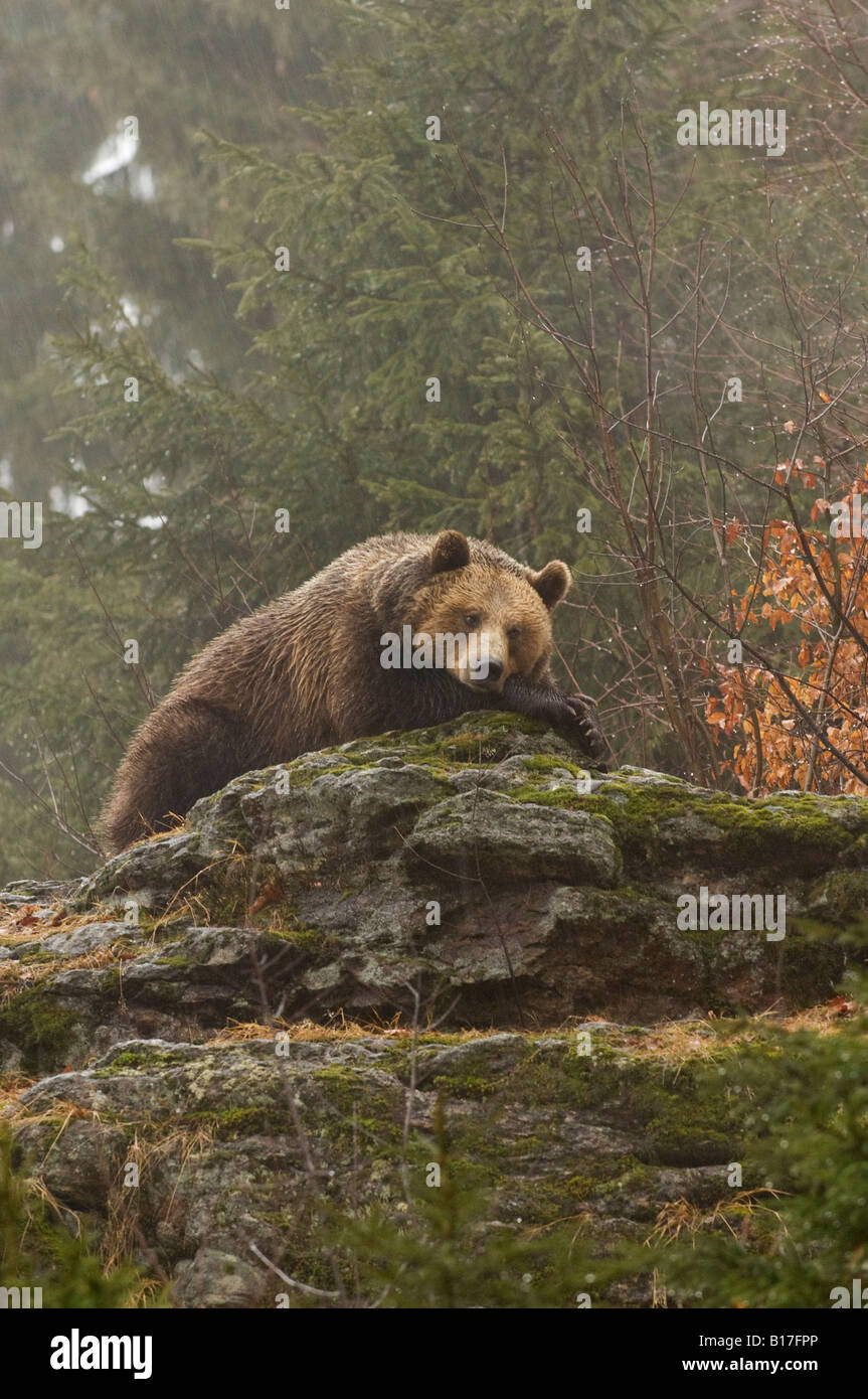 European brown bear (Ursus arctos) Bavaria, Germany. Captive Stock ...