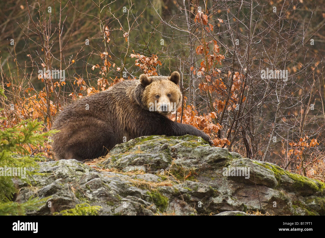 European brown bear (Ursus arctos) Bavaria, Germany. Captive Stock ...