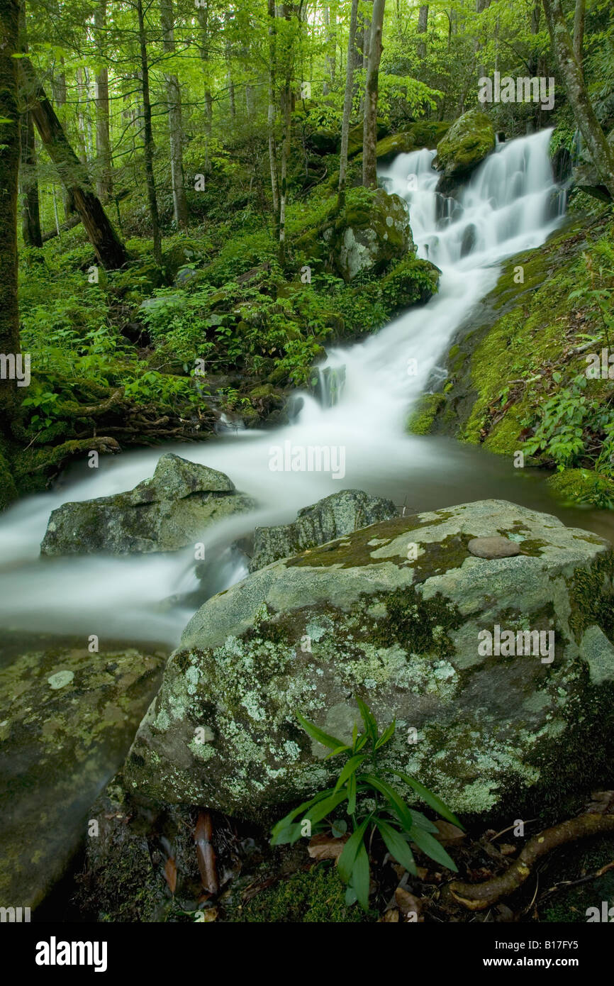Cascade Tremont Great Smoky Mtns Nat Park TN Stock Photo - Alamy