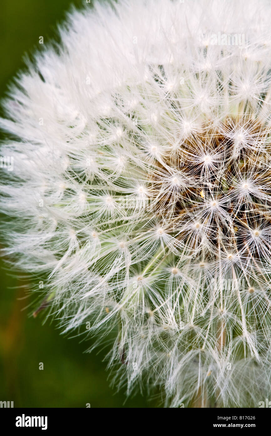 Dandelion structure hi-res stock photography and images - Alamy
