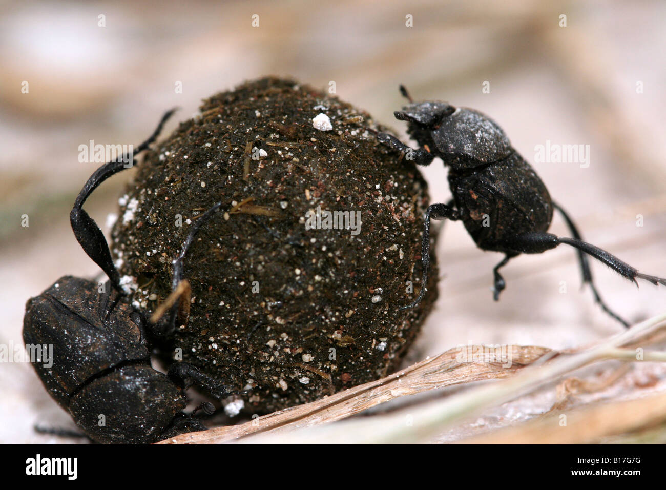 Scarabeidae hi-res stock photography and images - Alamy