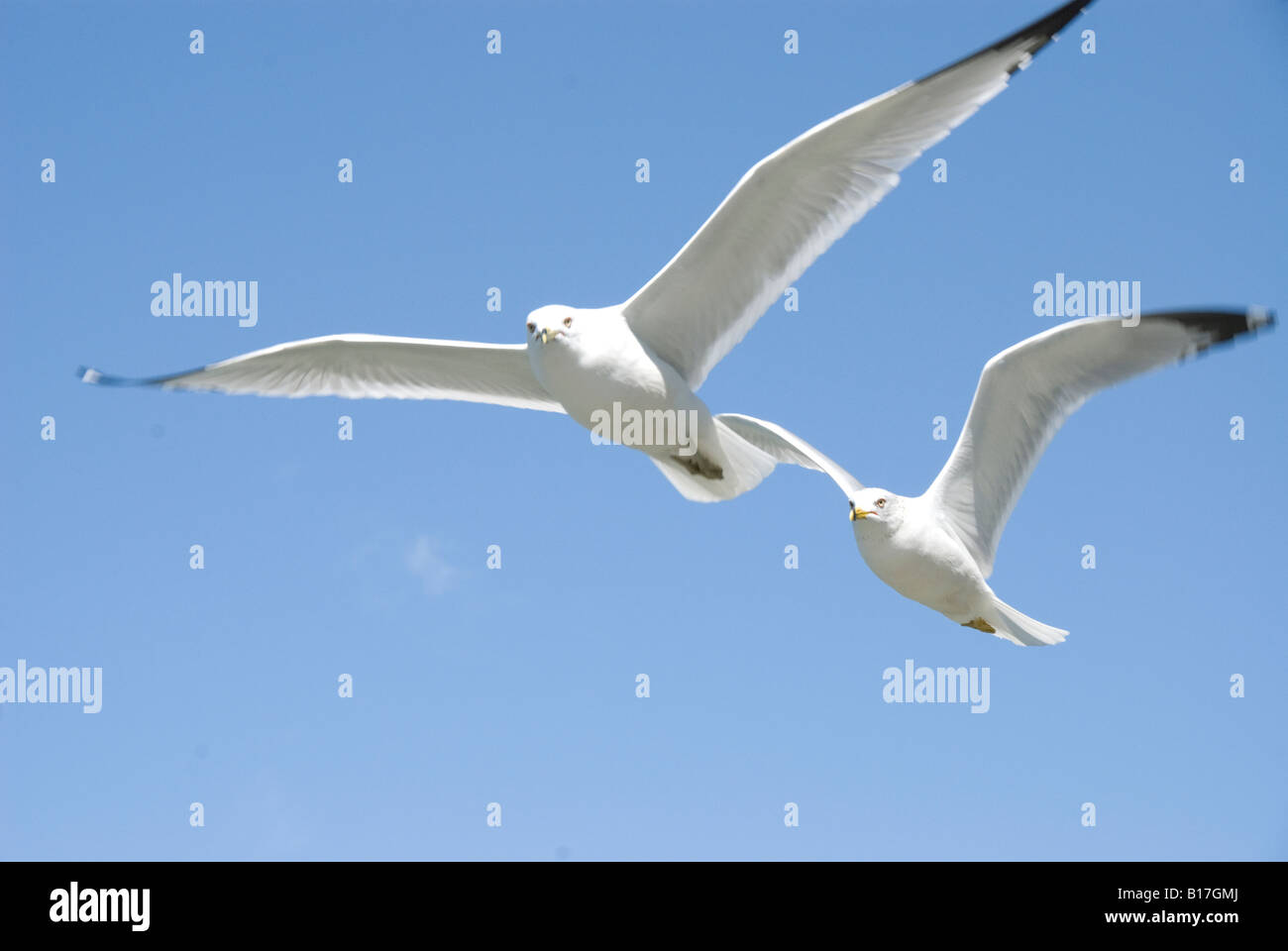 Close-up of two seagulls in flight Stock Photo - Alamy