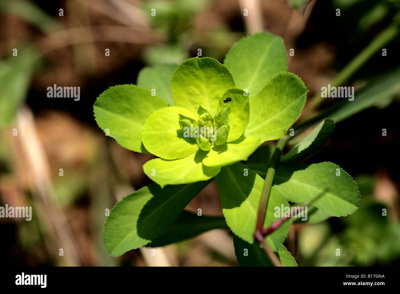 Commonweeds hi-res stock photography and images - Alamy