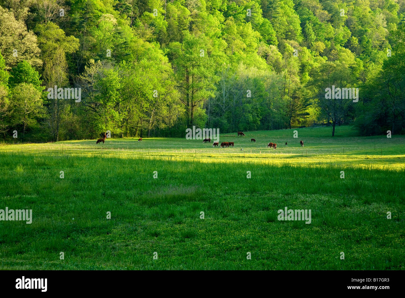 Cows Meadow East Tennessee Stock Photo - Alamy