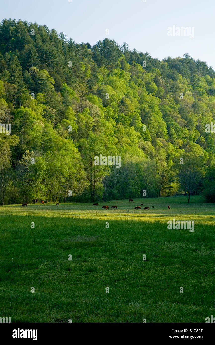Cows Meadow Spring East Tennessee Stock Photo - Alamy